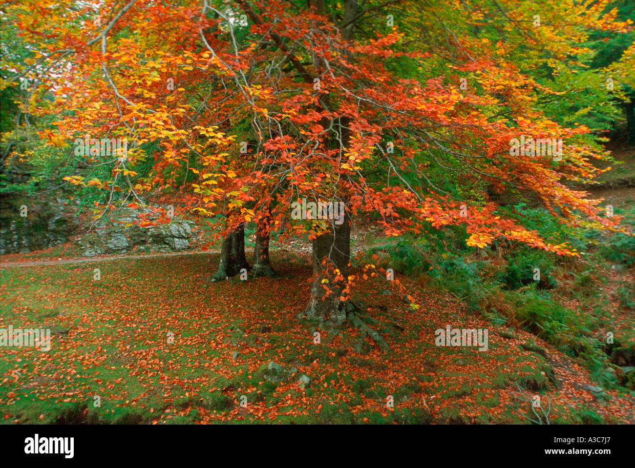 Beech Tree, Fagus sylvatica. Autumn Stock Photo - Alamy