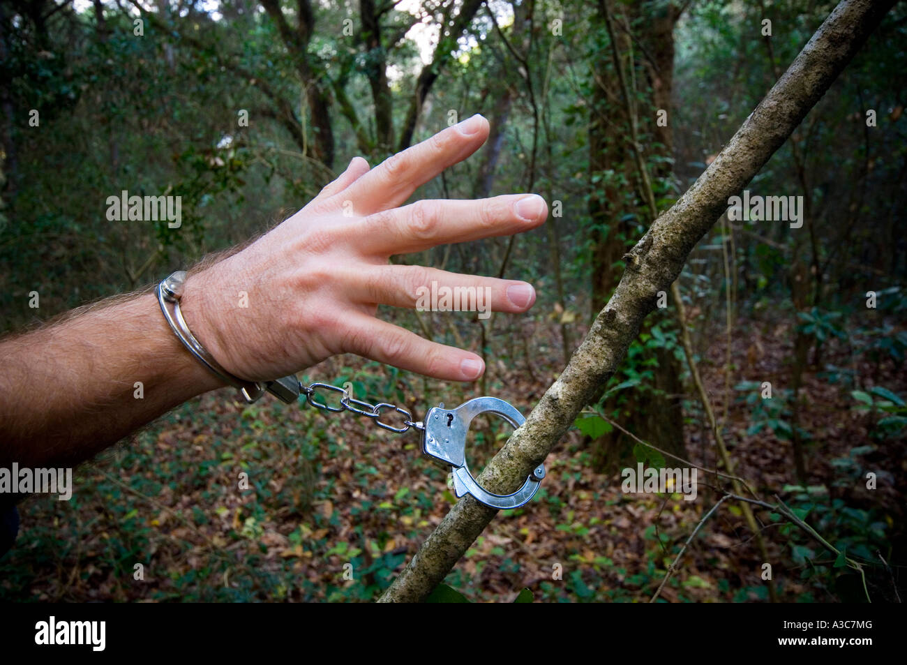 Man chained with handcuffs to a trunk in the forest Stock Photo - Alamy