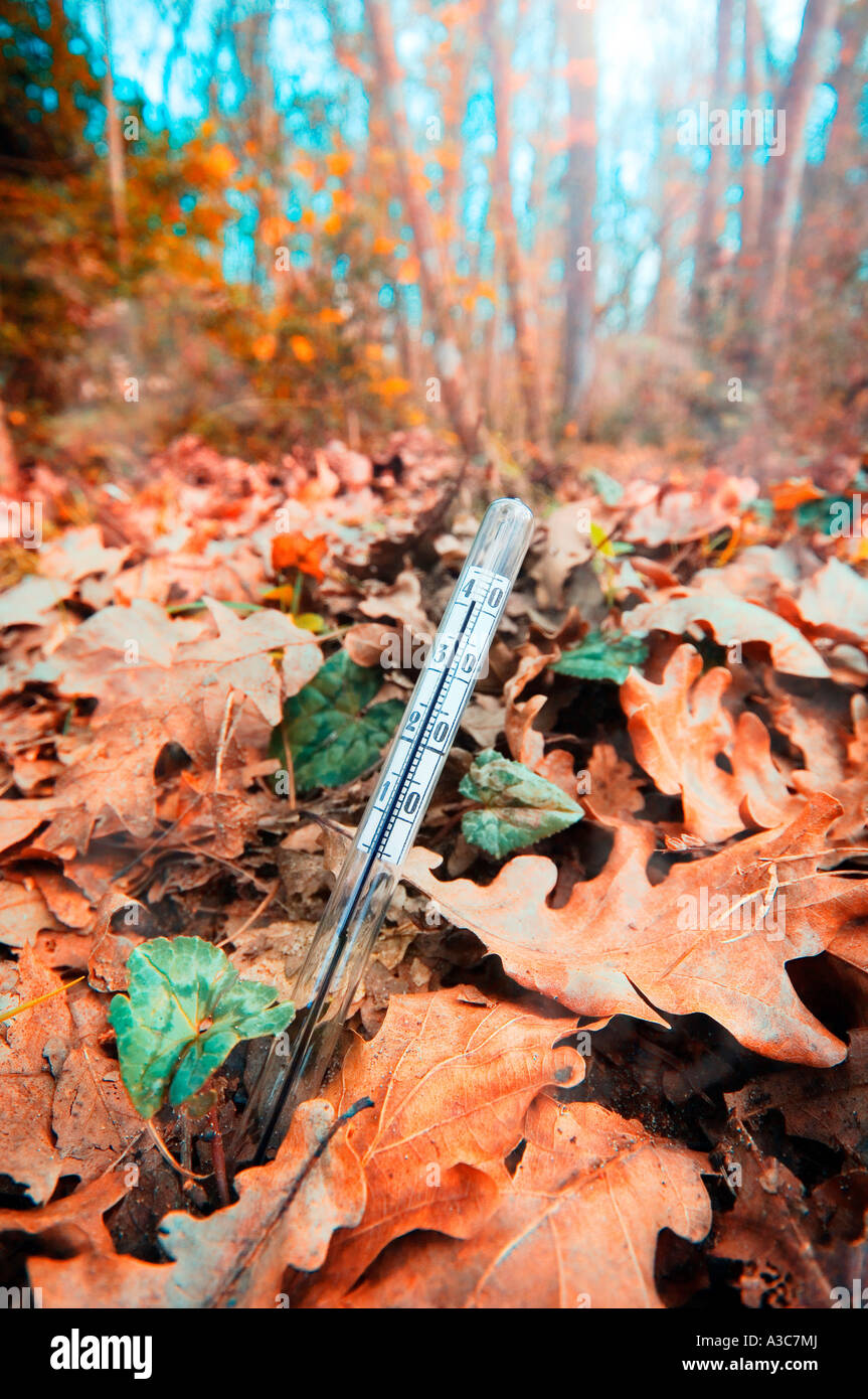 thermometer located in the soil of the forest to value the earth ...