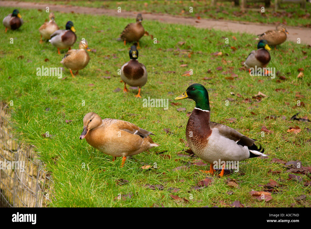 Line of ducks hi-res stock photography and images - Alamy