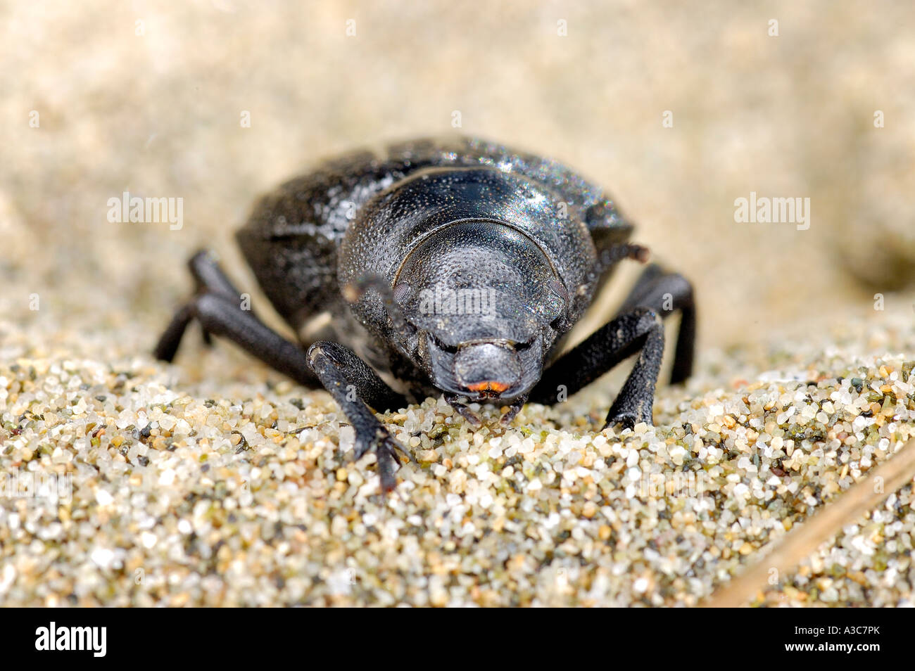 black beetle on sand Stock Photo - Alamy