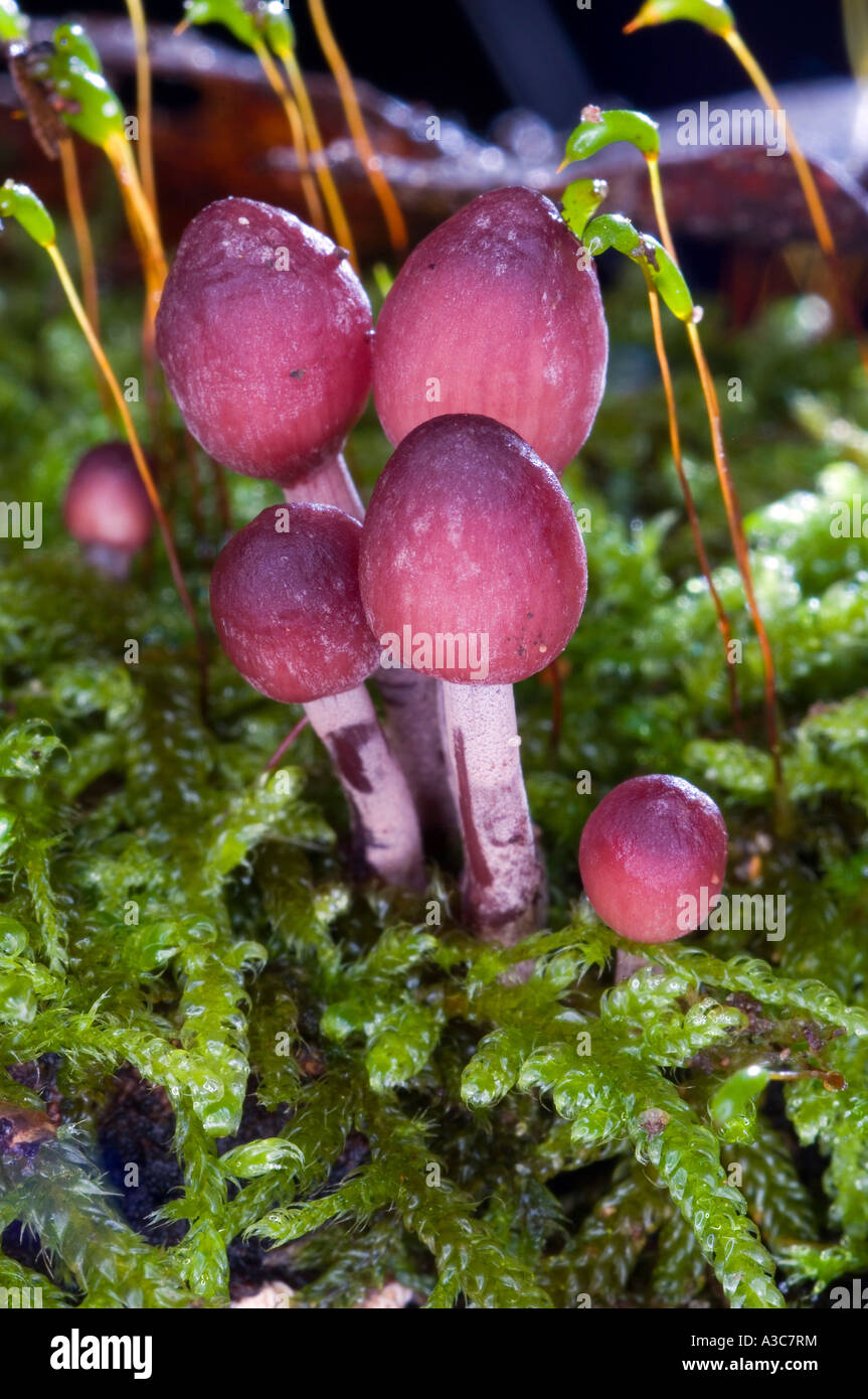 Mushrooms moist in nature hi-res stock photography and images - Alamy