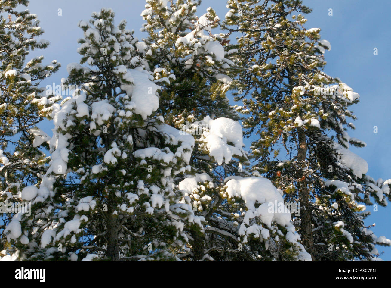 Evergreen tree covered with snow Stock Photo - Alamy