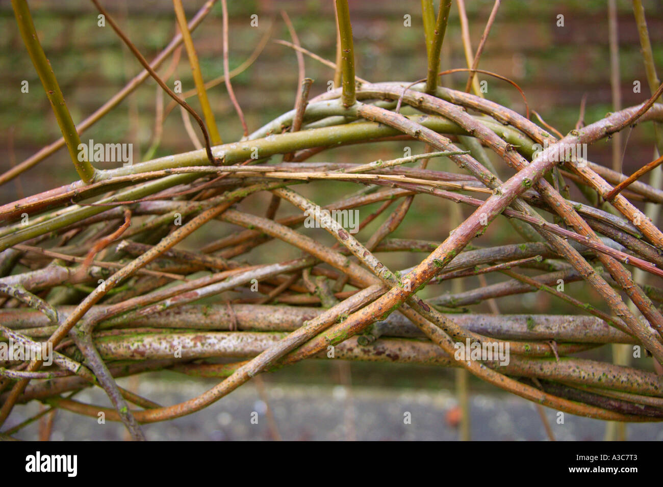 Willow Coppice Stock Photos & Willow Coppice Stock Images - Alamy
