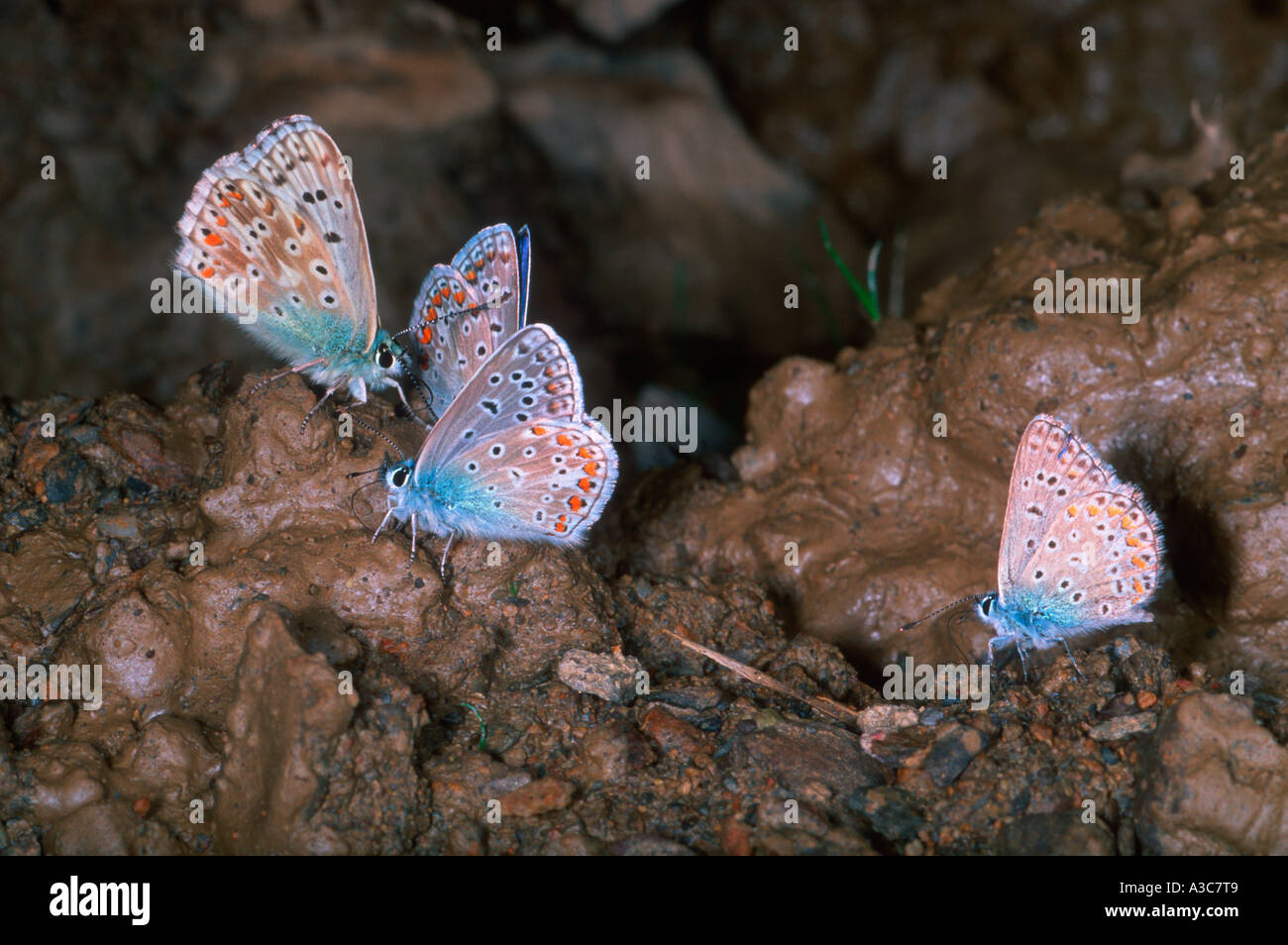 Butterflies on mud hi-res stock photography and images - Alamy