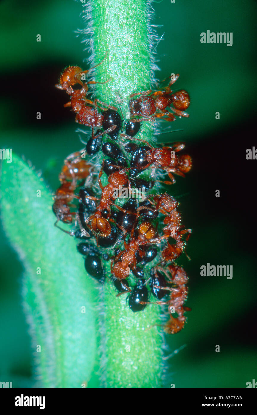 Ants, Myrmica sp. Milking aphids Stock Photo - Alamy