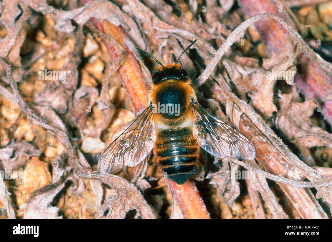 Leaf-cutter Bee, Megachile sp. On ground Stock Photo - Alamy
