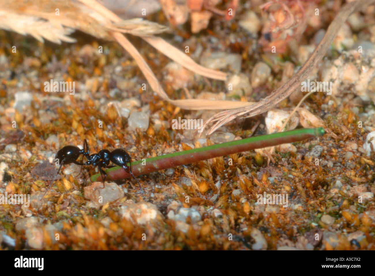 European Harvester Ant, Messor barbarus. Worker carrying food to ...