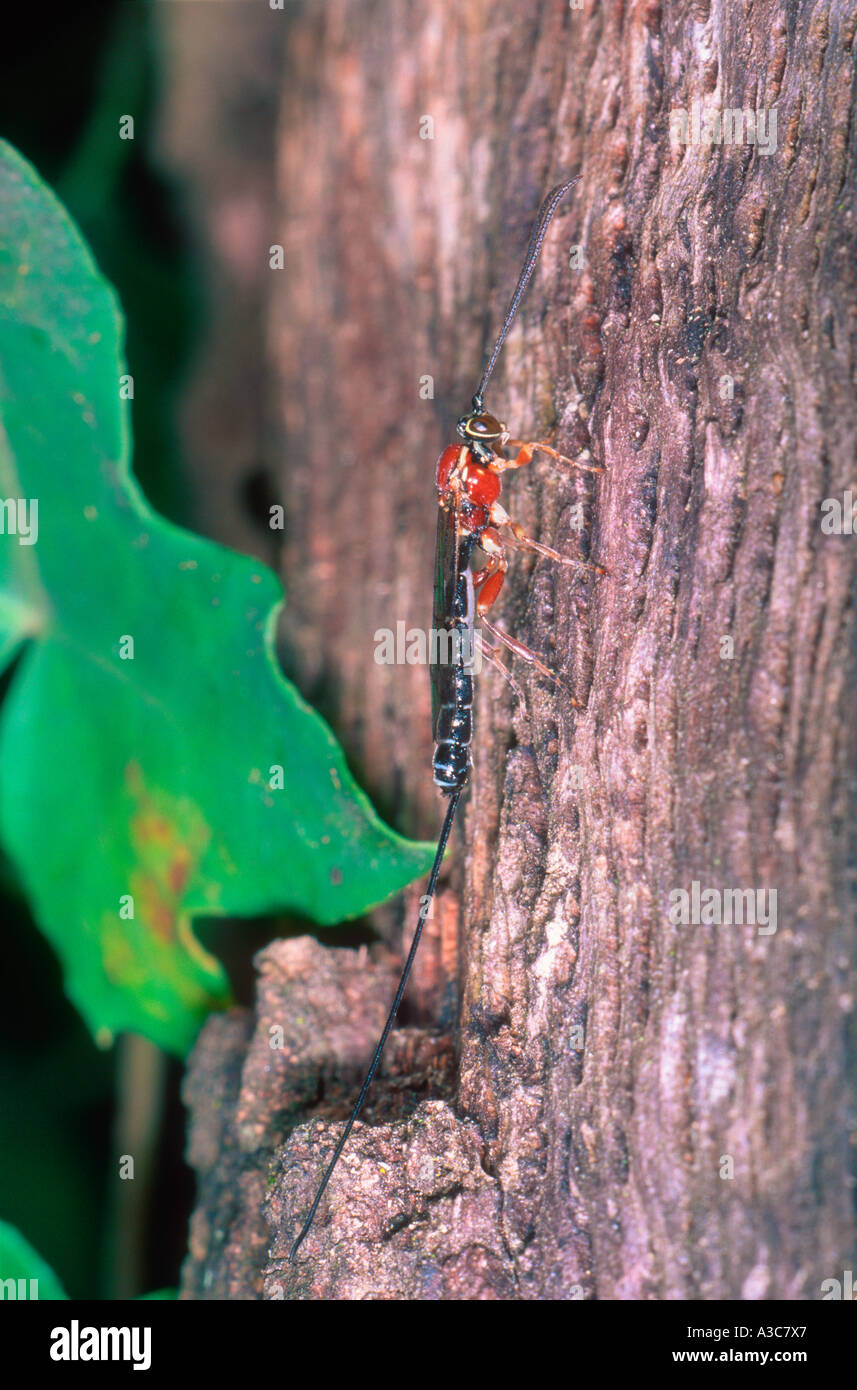 Ichneumon Wasp, Rhyssa sp. Female on bark Stock Photo - Alamy