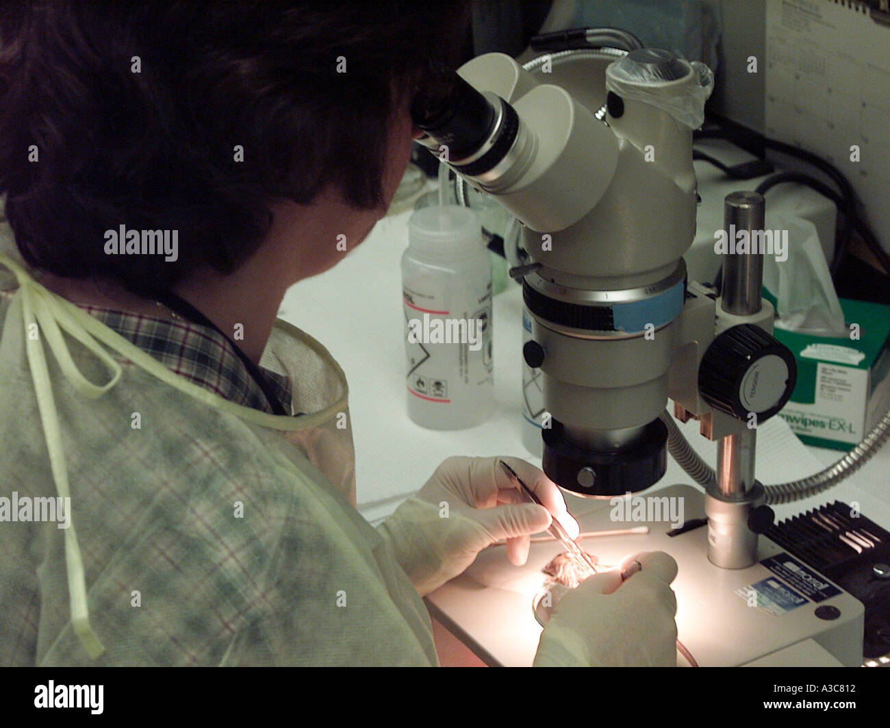 Working with a microscope Stock Photo - Alamy