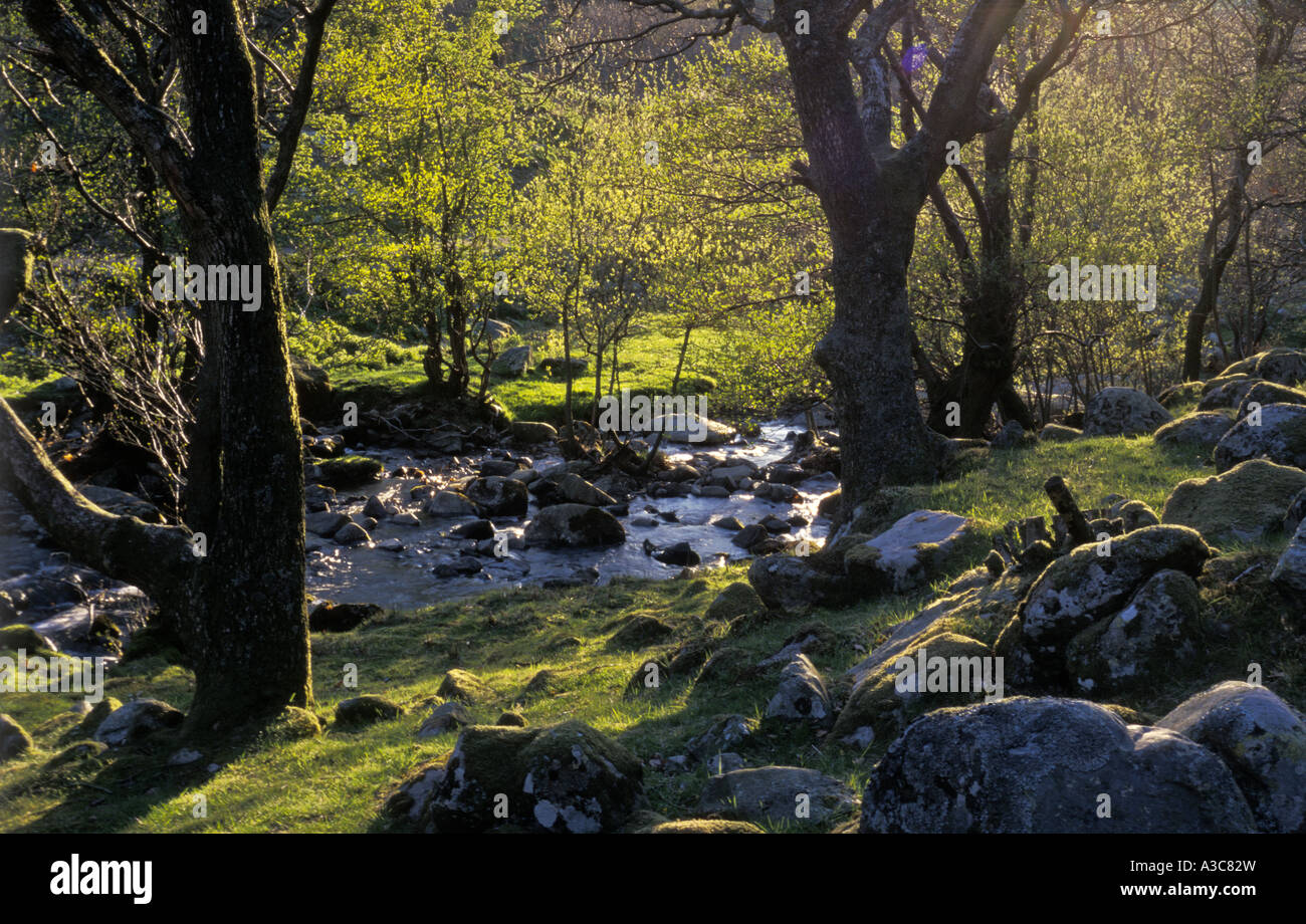 Woods and stream Croesor North Wales Stock Photo - Alamy