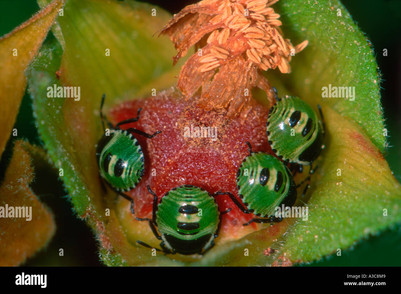 Shield Bugs, Family Pentatomidae. Nymphs feeding on flower Stock Photo ...