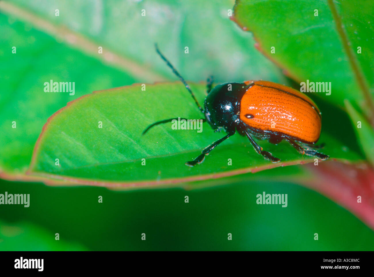 Hazel Pot Beetle, Cryptocephalus coryli. On leaf Stock Photo - Alamy