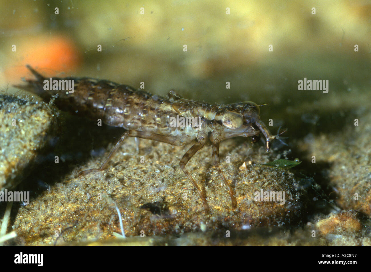 Emperor dragonfly larva hi-res stock photography and images - Alamy