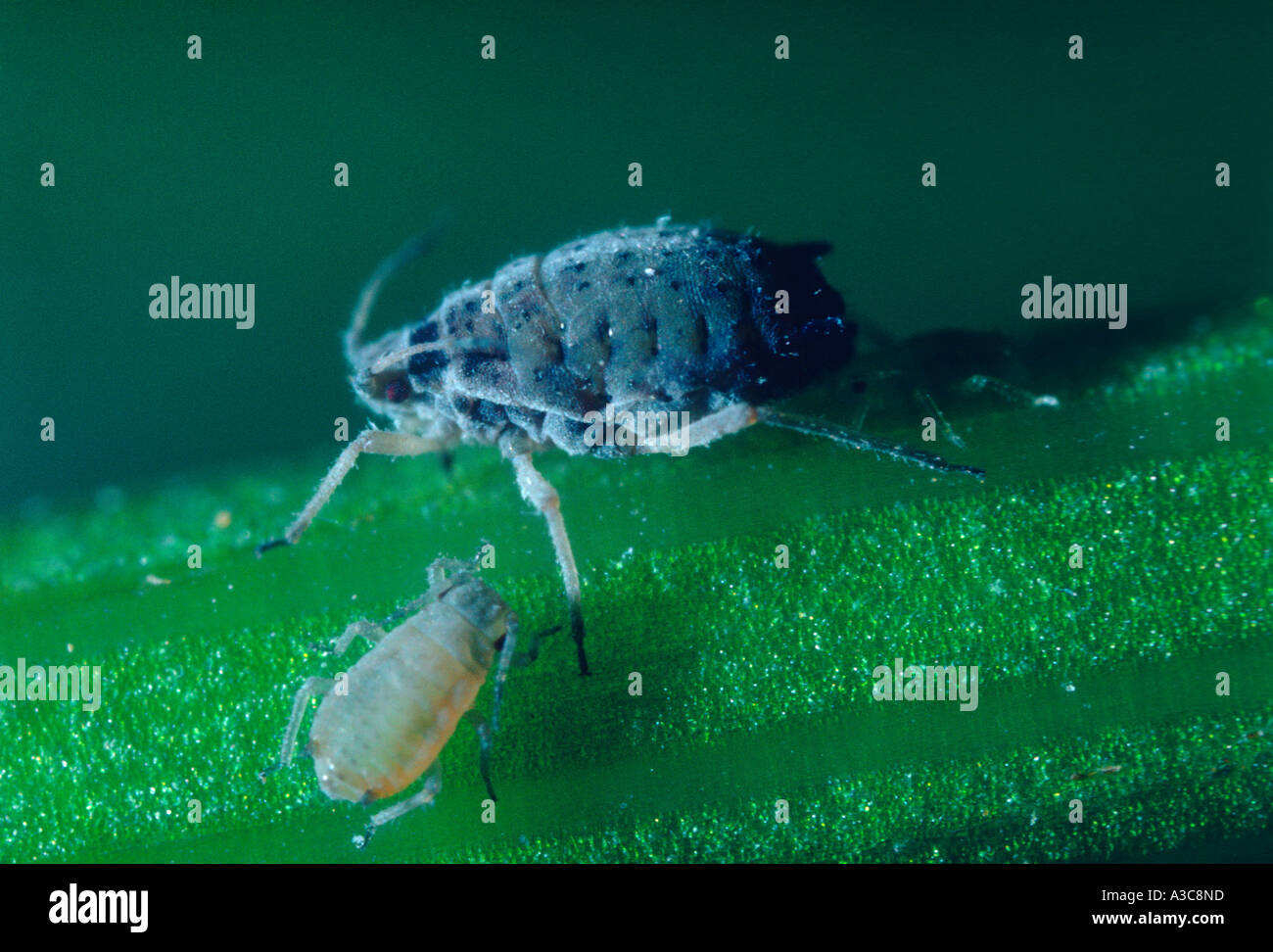 Homoptera aphididae pest insect hi-res stock photography and images - Alamy