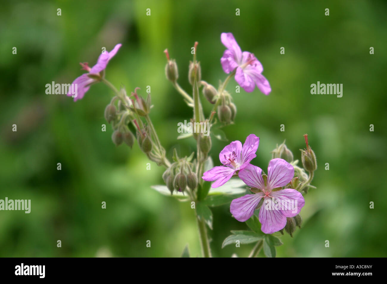 Sticky purple geranium;geranium viscosissimum Stock Photo - Alamy
