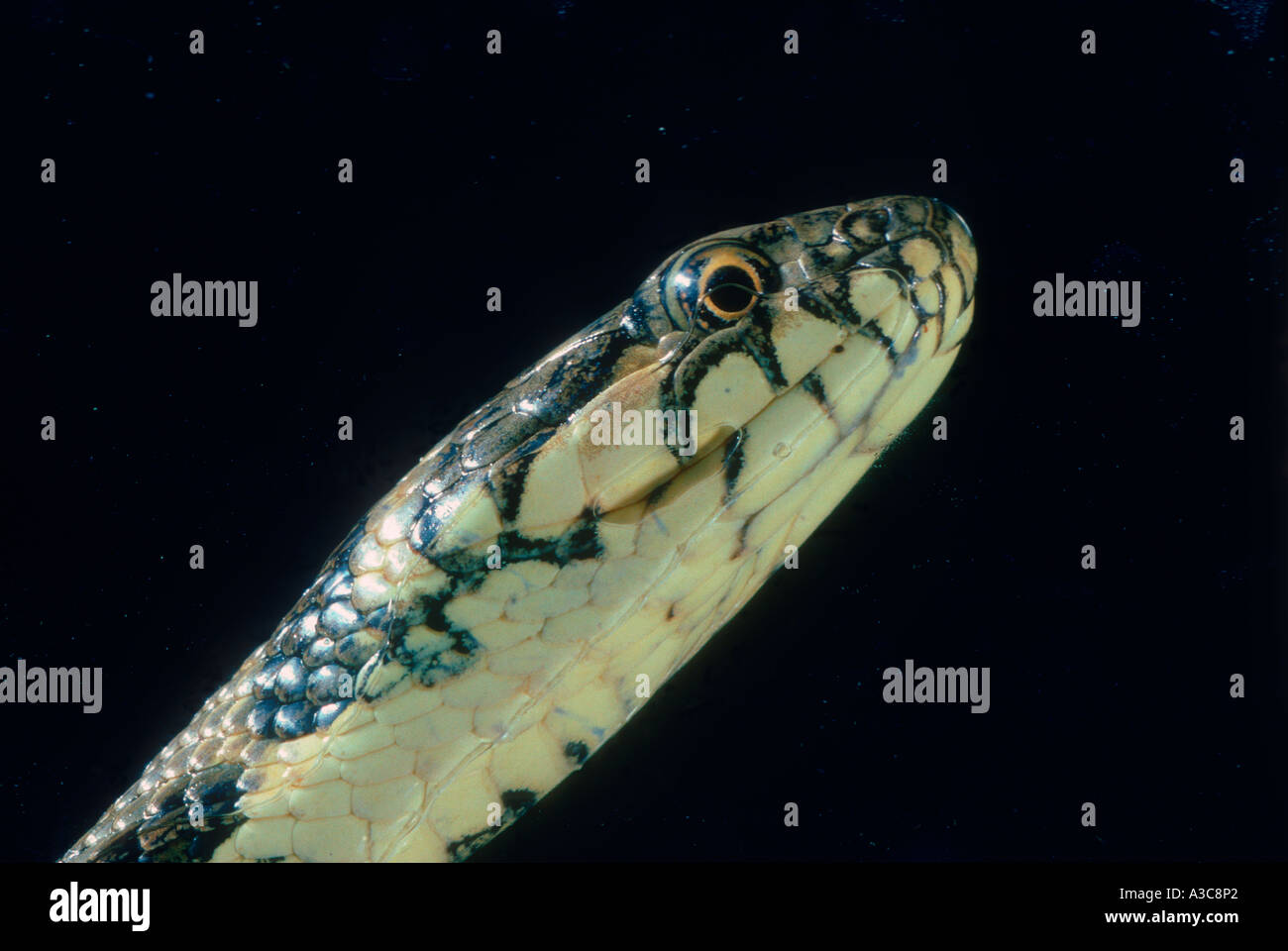 Viperine Snake, Natrix maura. Head close-up Stock Photo - Alamy