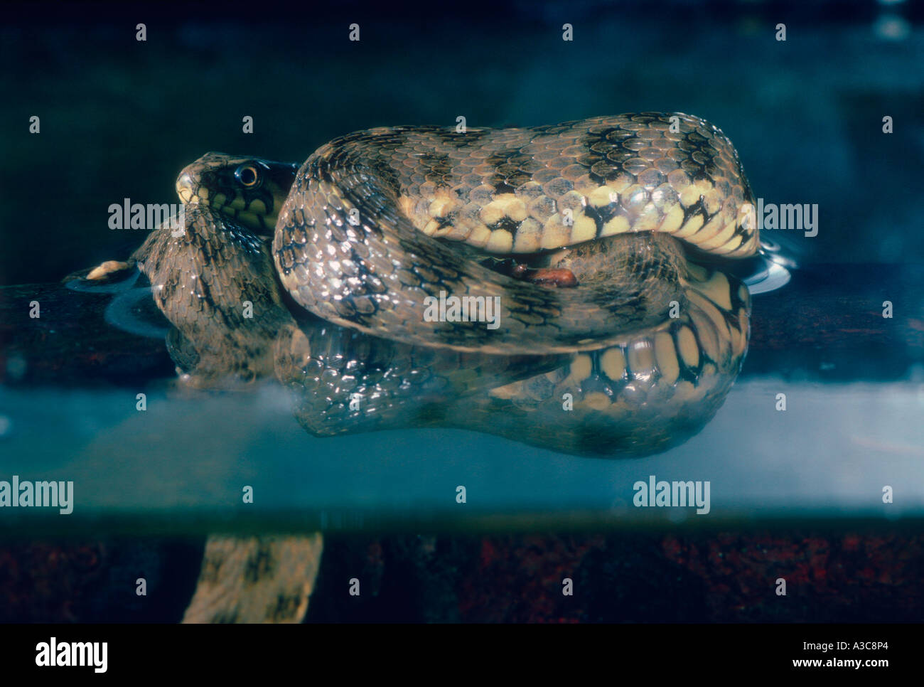 Viperine Snake, Natrix maura. On water surface Stock Photo - Alamy