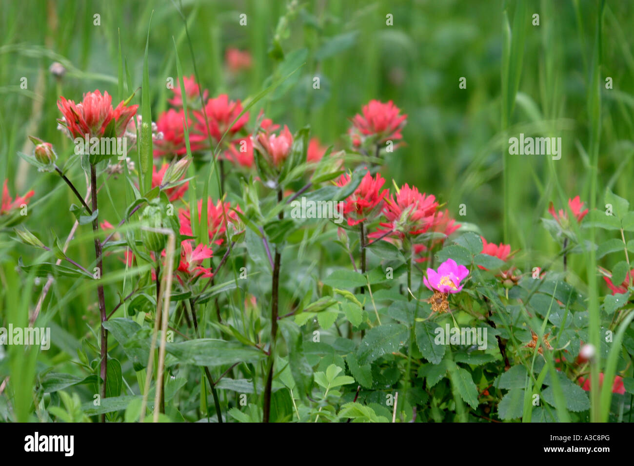 Common red paintbrush; castilleja miniata Stock Photo - Alamy