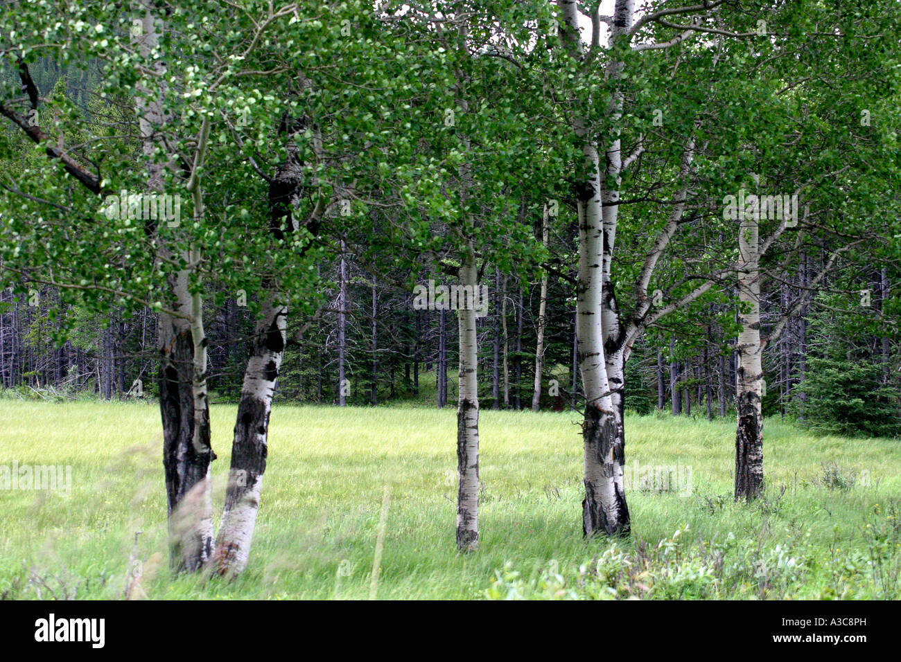 Aspen beautiful scenery hi-res stock photography and images - Alamy