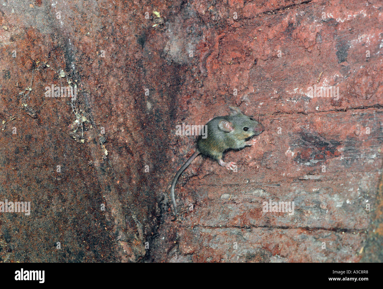 Wood Mouse, Apodemus sylvaticus Stock Photo - Alamy