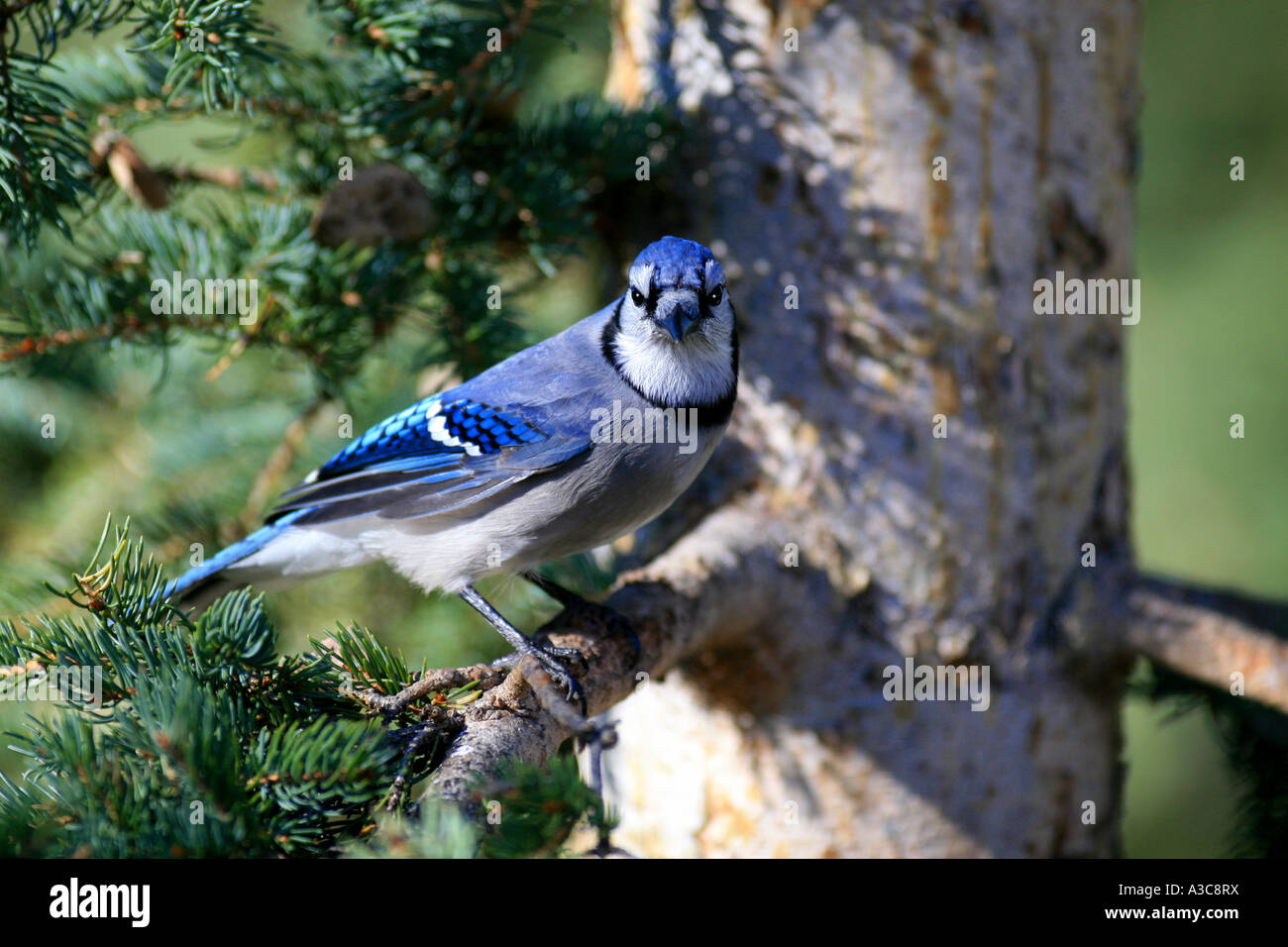 Birds of North America, BLUE JAY Cyanocitta cristata Stock Photo - Alamy