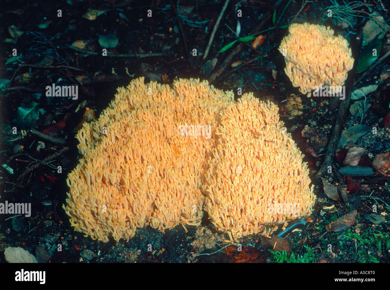 Clavaria ramaria aurea hi-res stock photography and images - Alamy