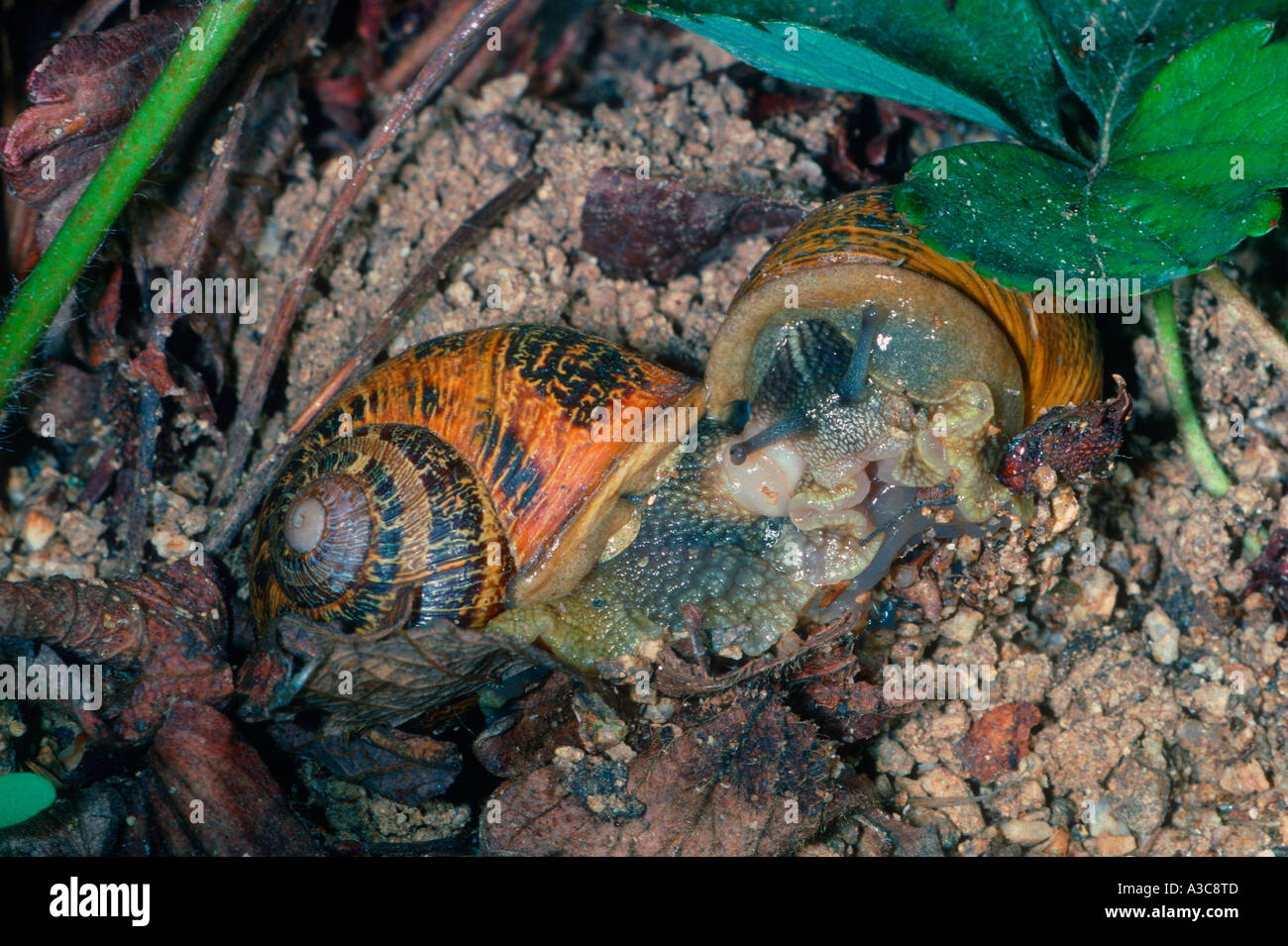Garden Snails, Helix aspersa. Mating Stock Photo - Alamy