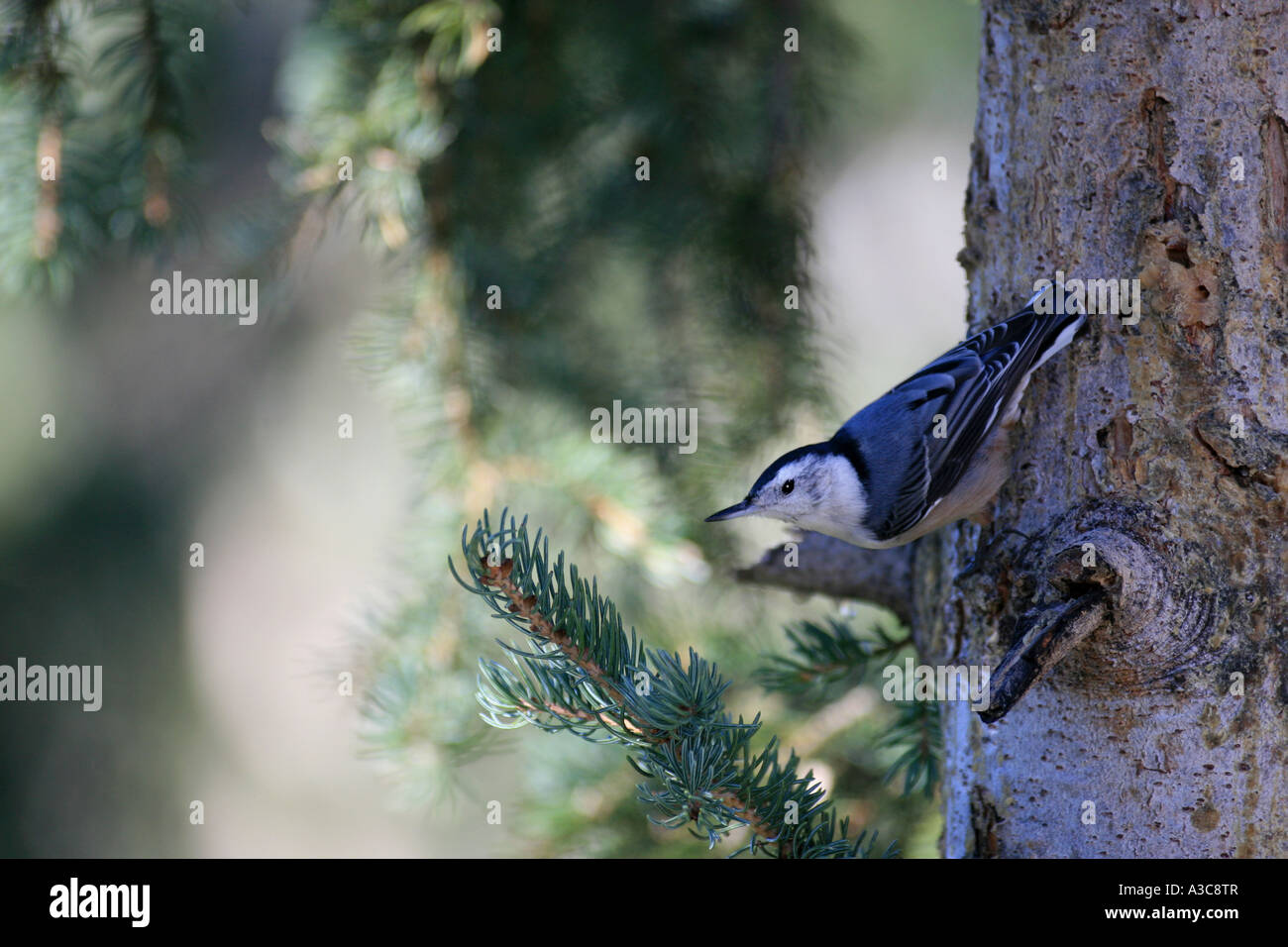 Birds of north America; White breasted nuthatch sitta carolinensis ...