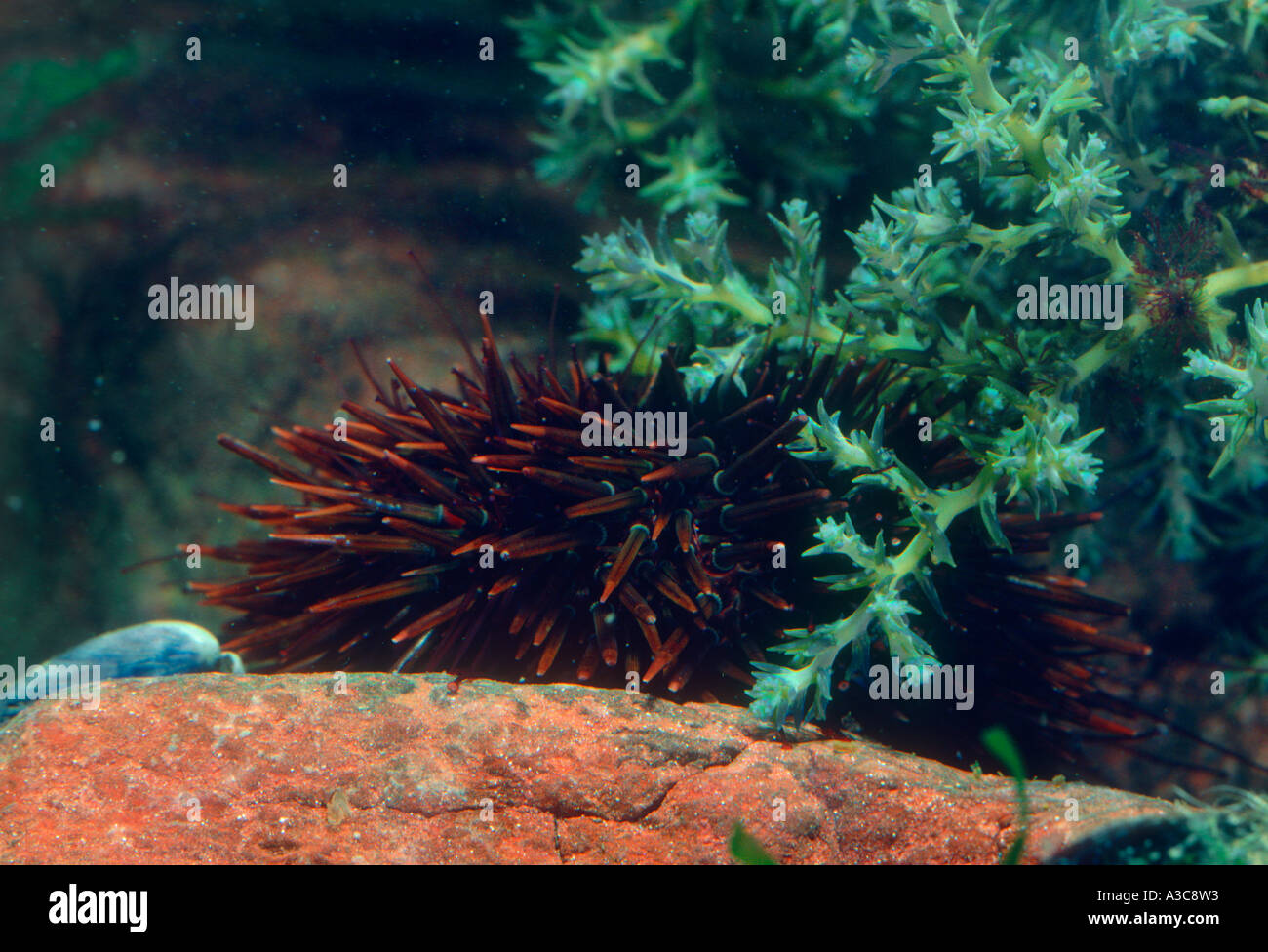 Lividus hi-res stock photography and images - Alamy