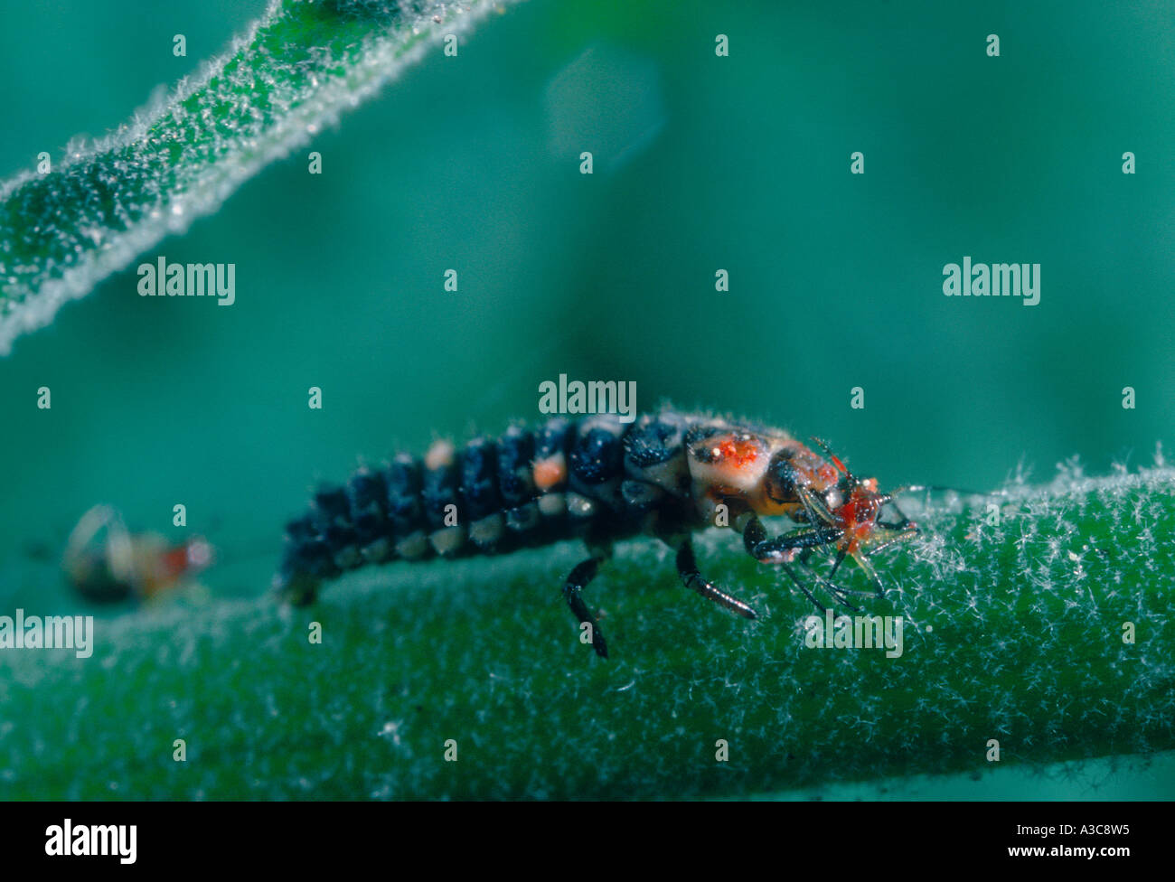 Ladybug larva eating aphids hi-res stock photography and images - Alamy