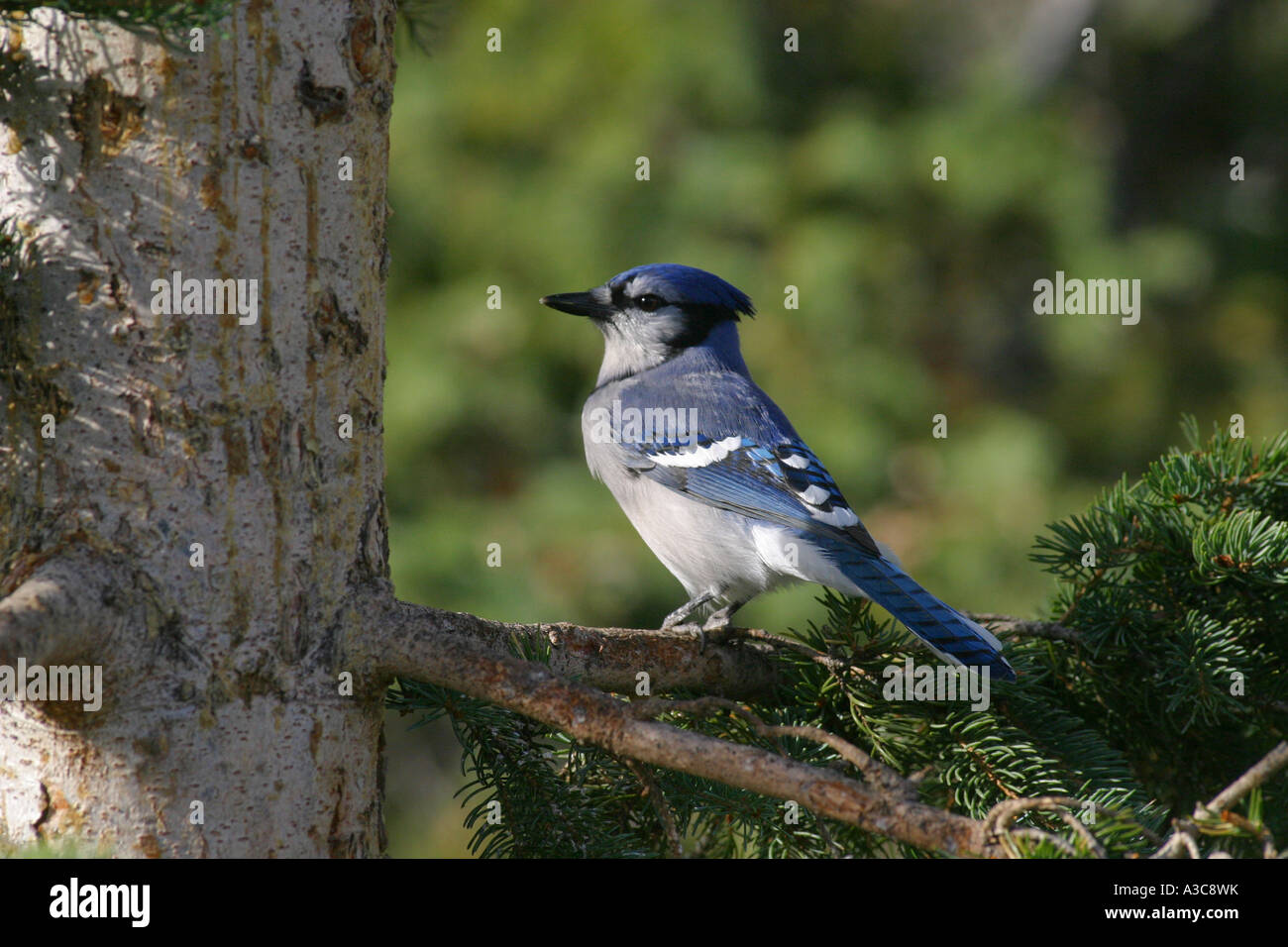 Birds of North America, BLUE JAY Cyanocitta cristata Stock Photo - Alamy
