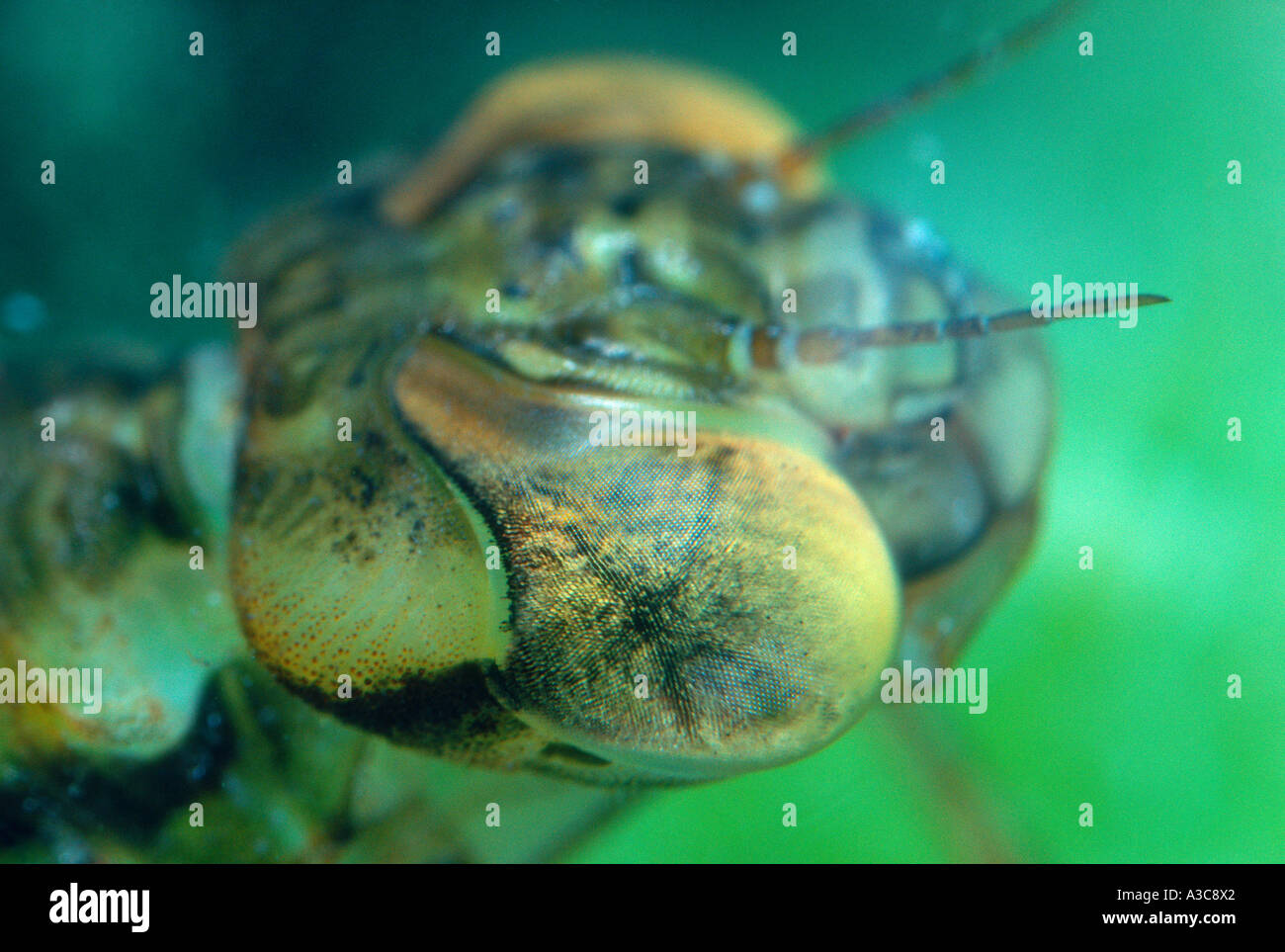 Emperor Dragonfly, Anax imperator. Nymph. Head and eye detail Stock ...