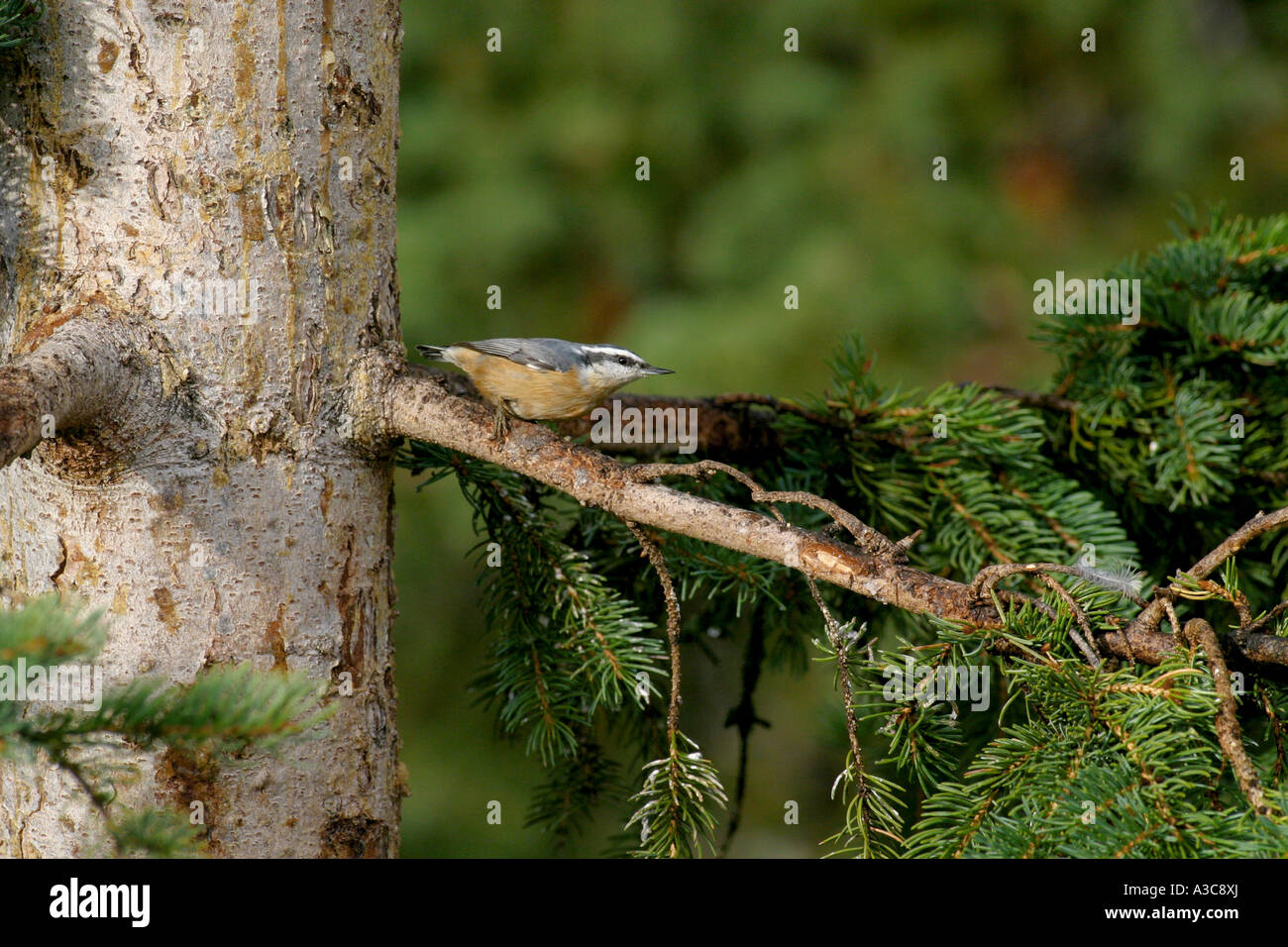 Birds of north America; Red-breasted nuthatch, sitta canadensis Stock ...