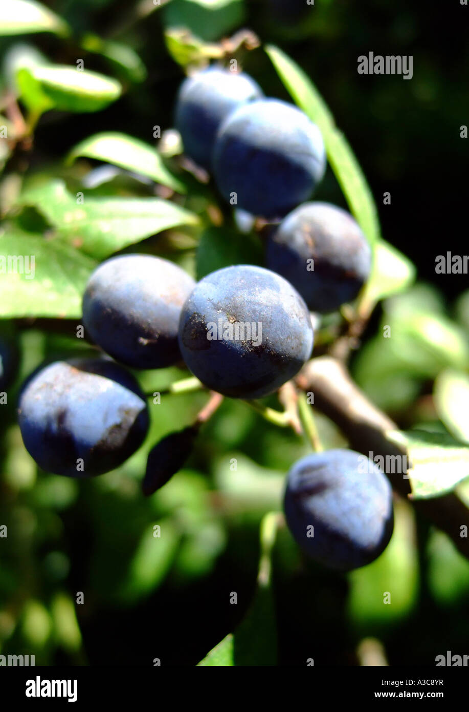 Sloe plums hi-res stock photography and images - Alamy