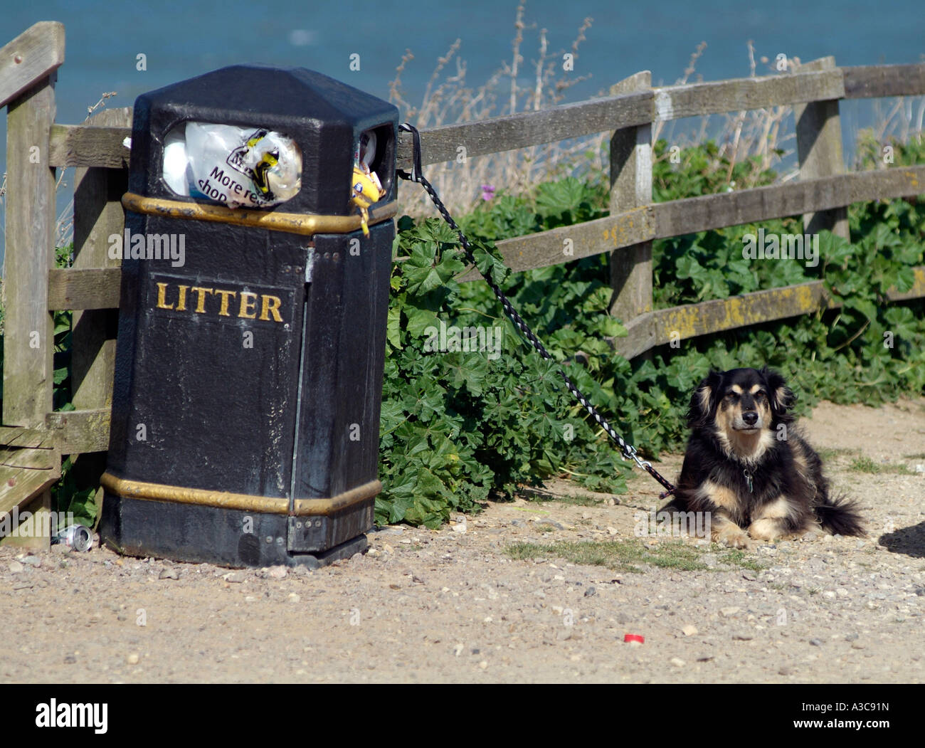 chained up dog Stock Photo - Alamy