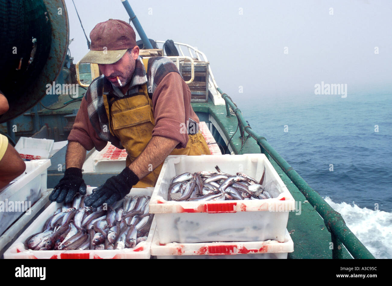 Fisherman packing fish into crates on trawler Galicia Spain Stock Photo ...