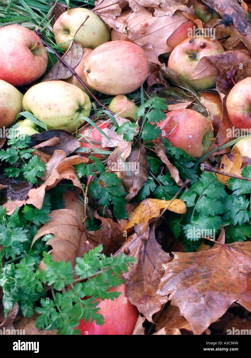 Dropped apples hi-res stock photography and images - Alamy