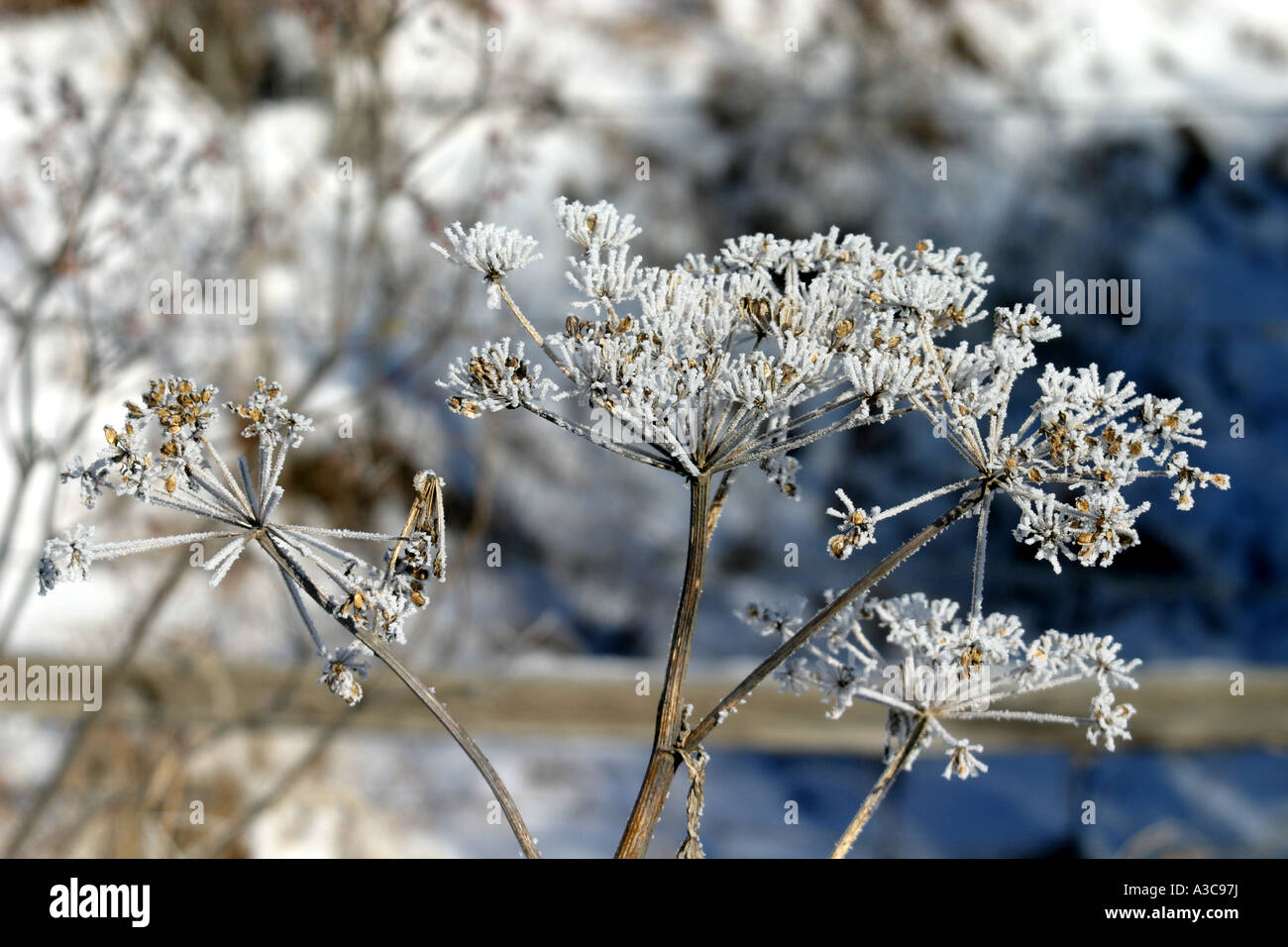 Cold desolate isolated branches hi-res stock photography and images - Alamy