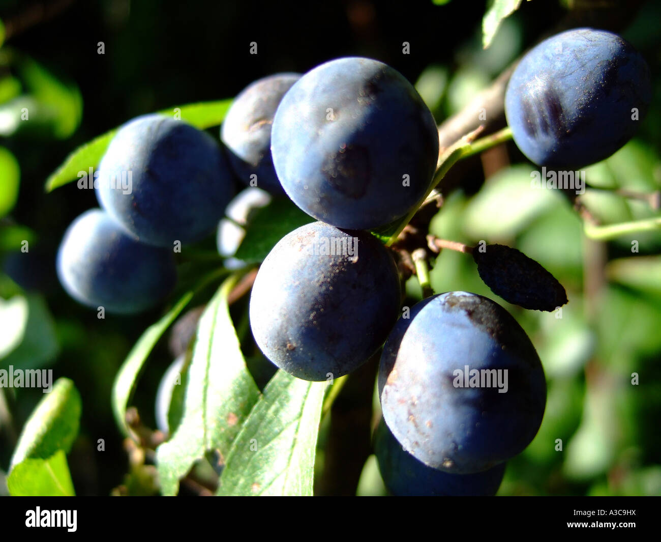Sloe plums hi-res stock photography and images - Alamy