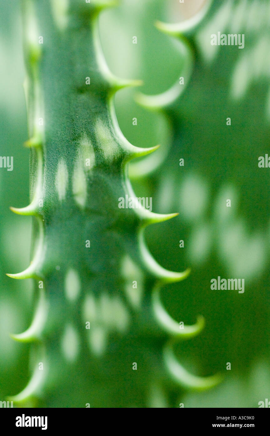 Aloes leaves hi-res stock photography and images - Alamy
