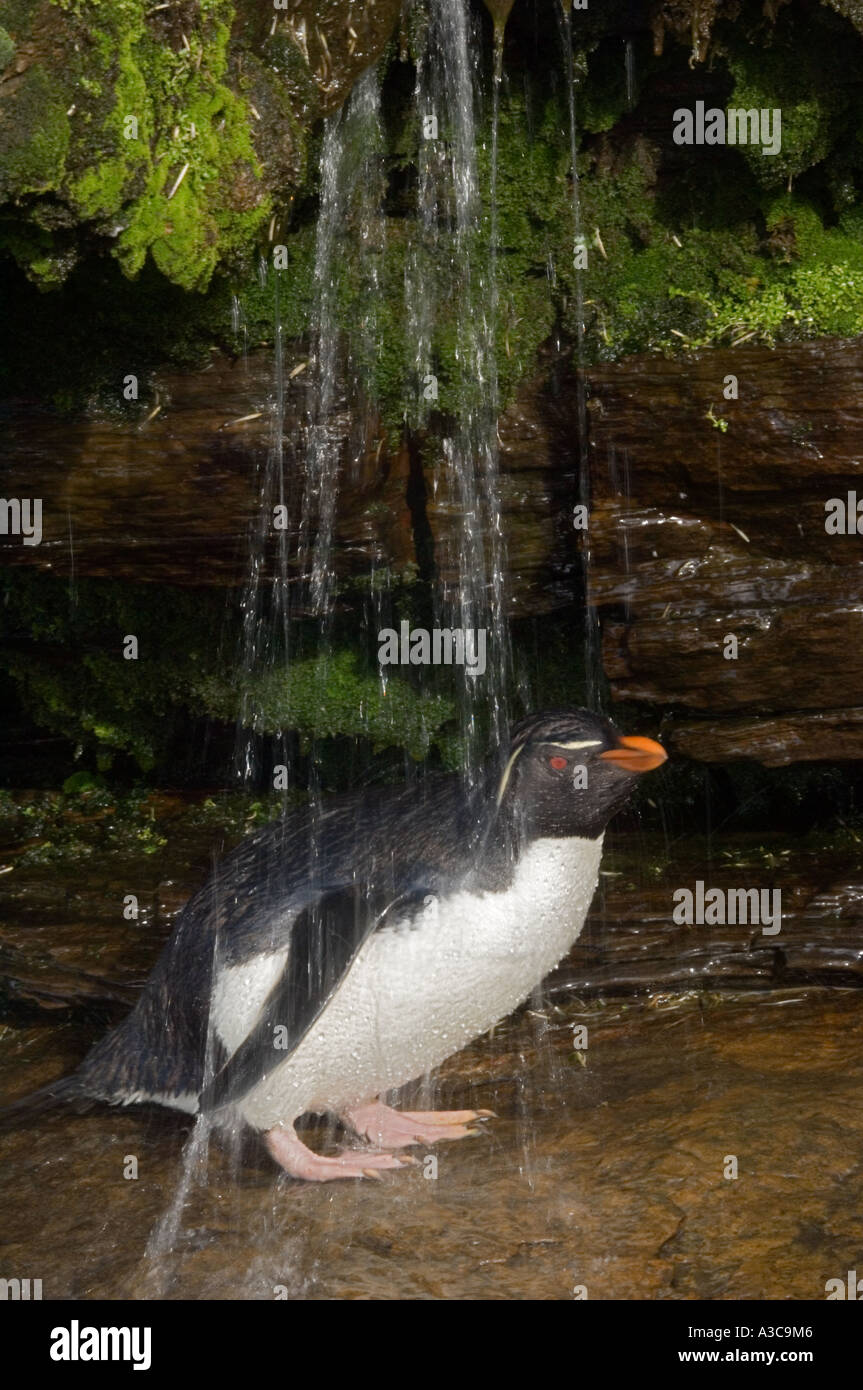 Rockhopper Penguin (Eudyptes chrysocome) Bathing in waterfall Falkland ...