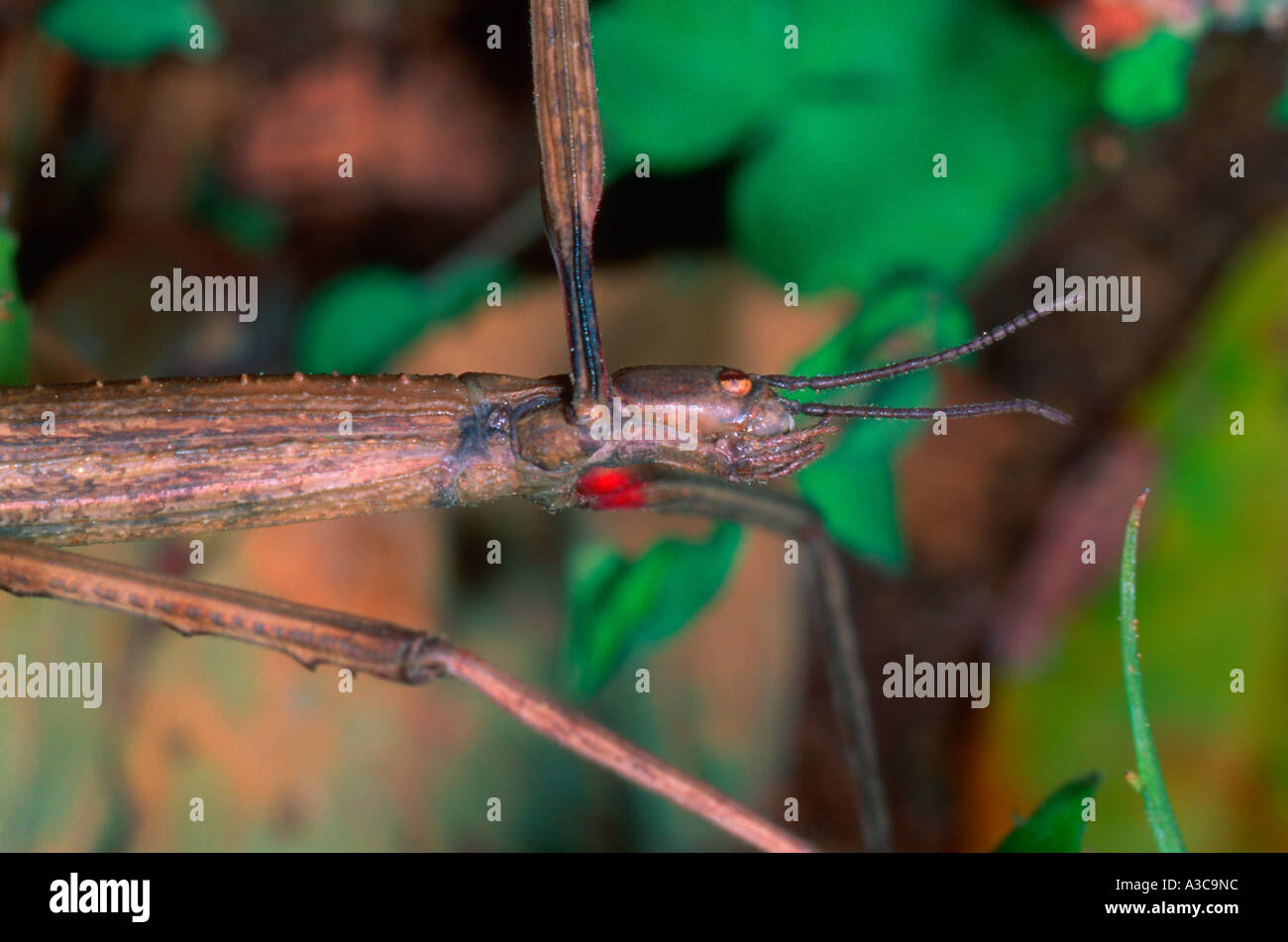 Stick insect bacillus rossius hi-res stock photography and images - Alamy