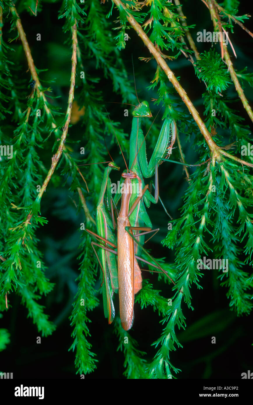 Praying Mantises, Mantis religiosa Female mating with two males Stock ...