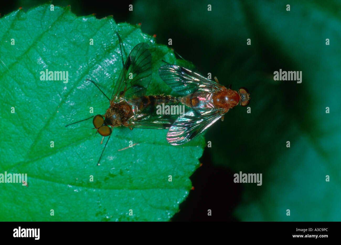 Flies, Order Diptera. Pair mating Stock Photo - Alamy