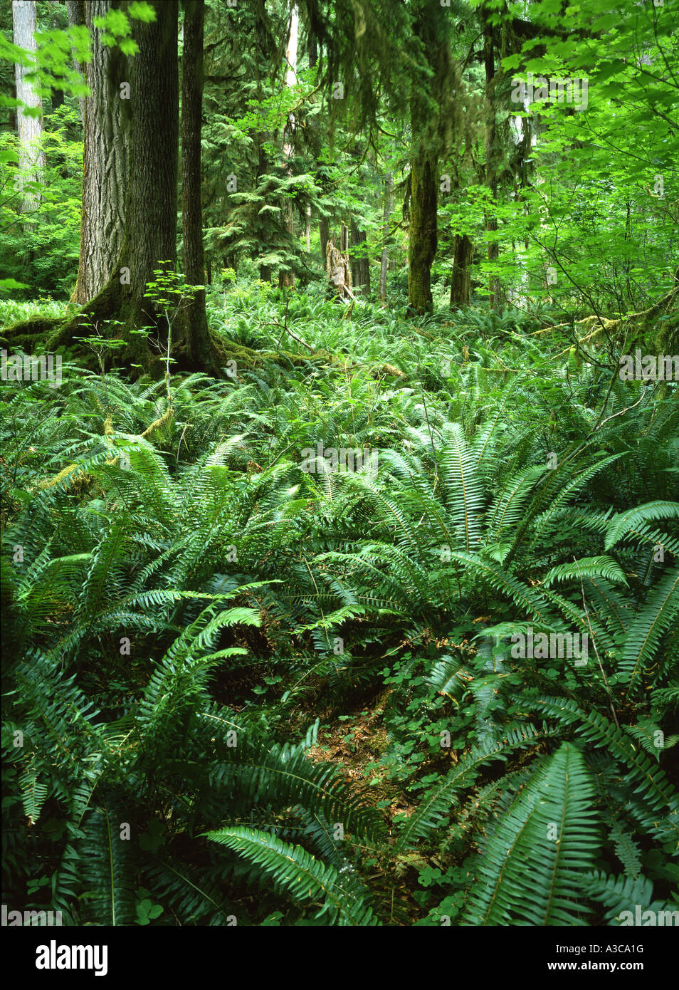 Rain forest with fern, Washington Stock Photo - Alamy