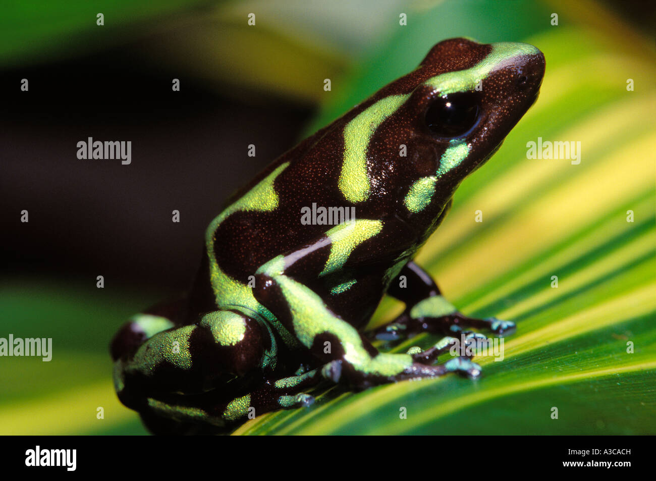 Green & Black Poison Arrow Frog Dendrobates auratus Stock Photo - Alamy