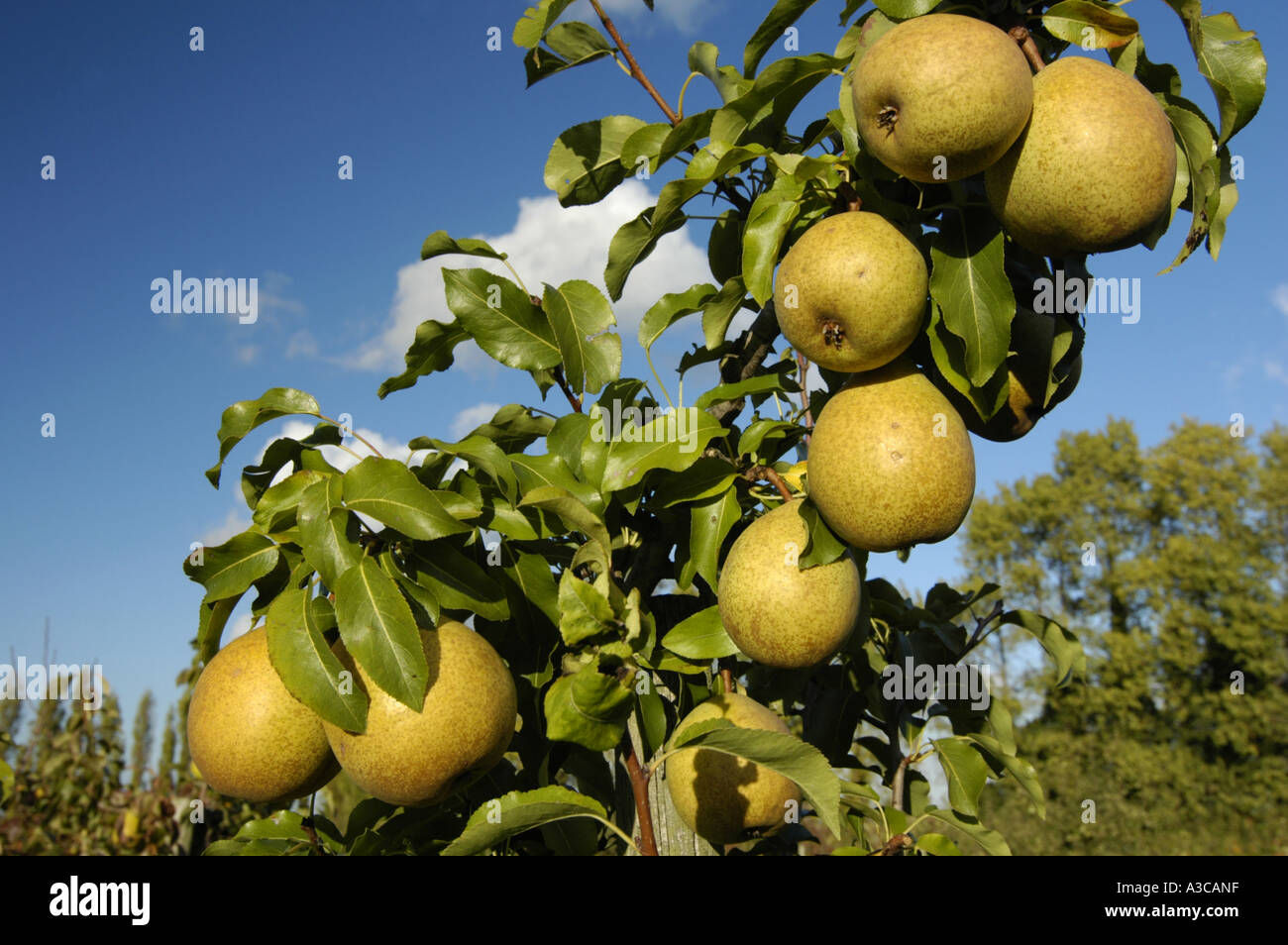 Green pears on a tree Brogdale Horticultural Trust Faversham UK Stock ...
