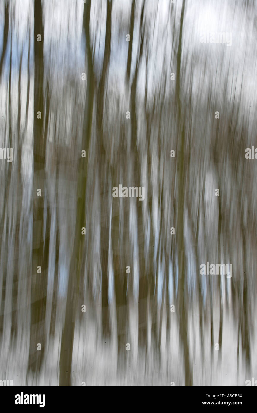 Forest in motion Stock Photo - Alamy