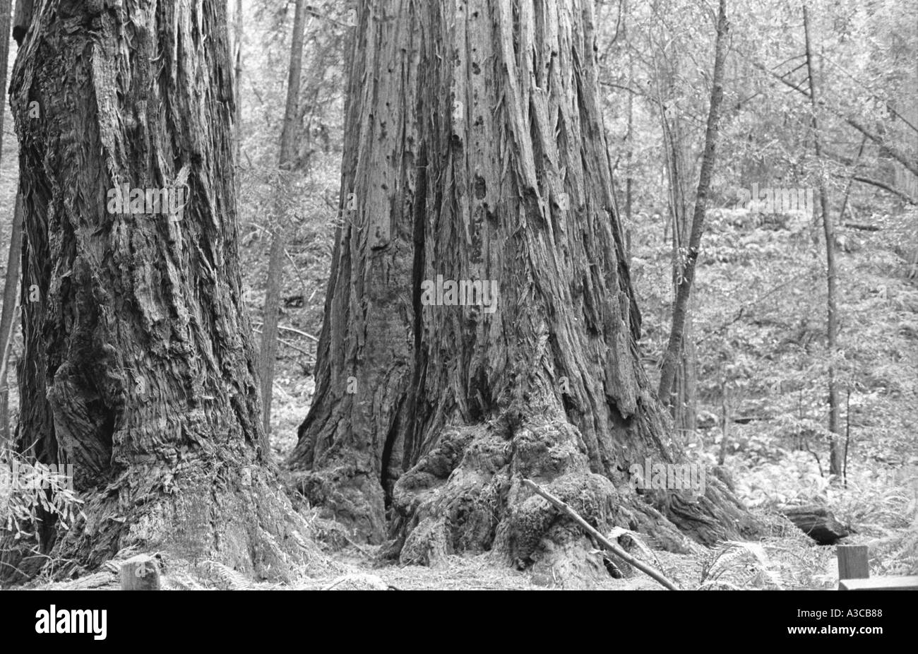 Redwood trees Muir Woods California Stock Photo - Alamy